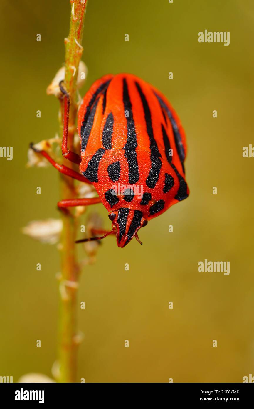 Detailed closeup on the brilliant red colored Mediterranean striped ...