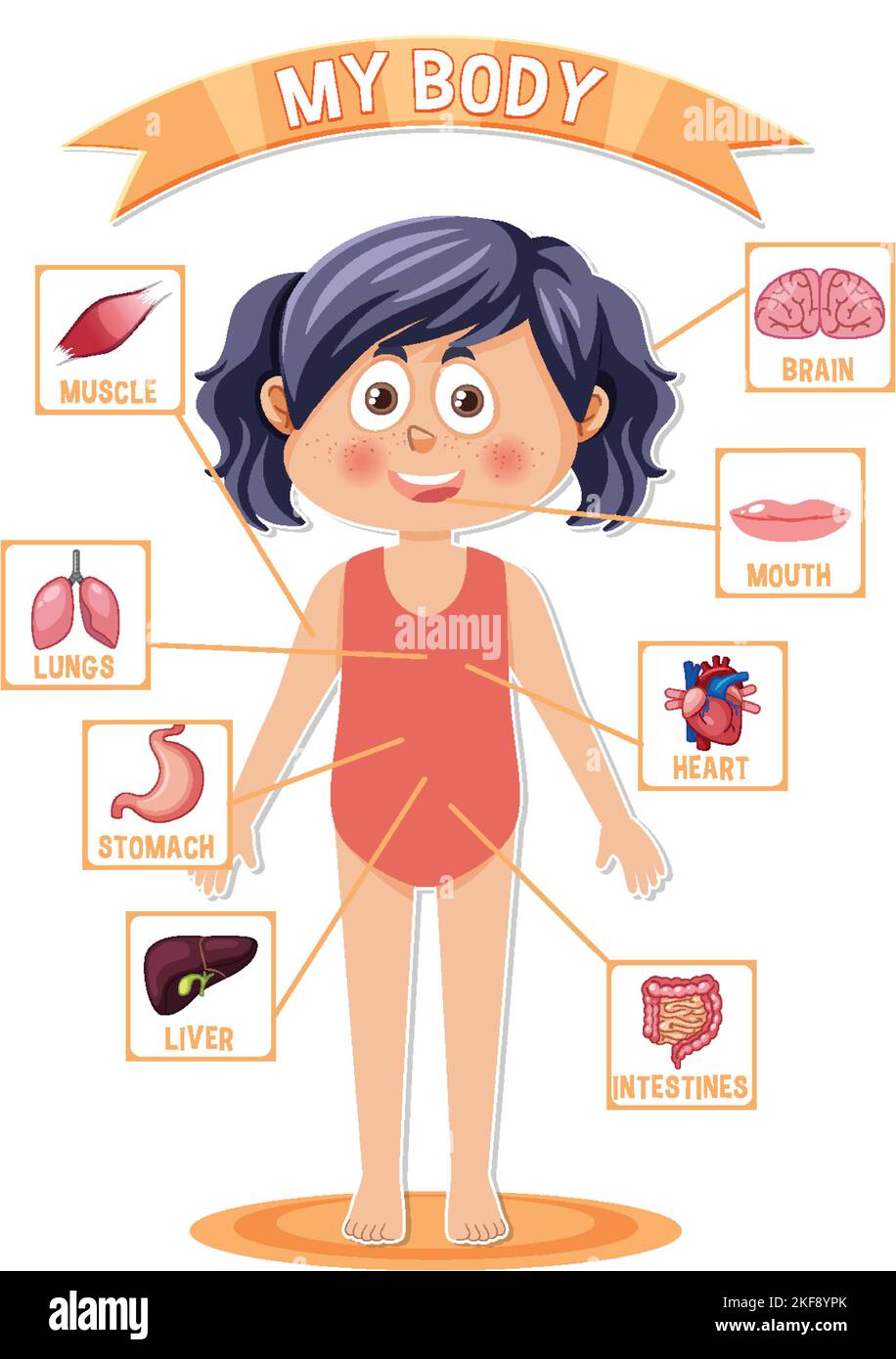 Internal organs of the body for kids illustration Stock Vector Image ...