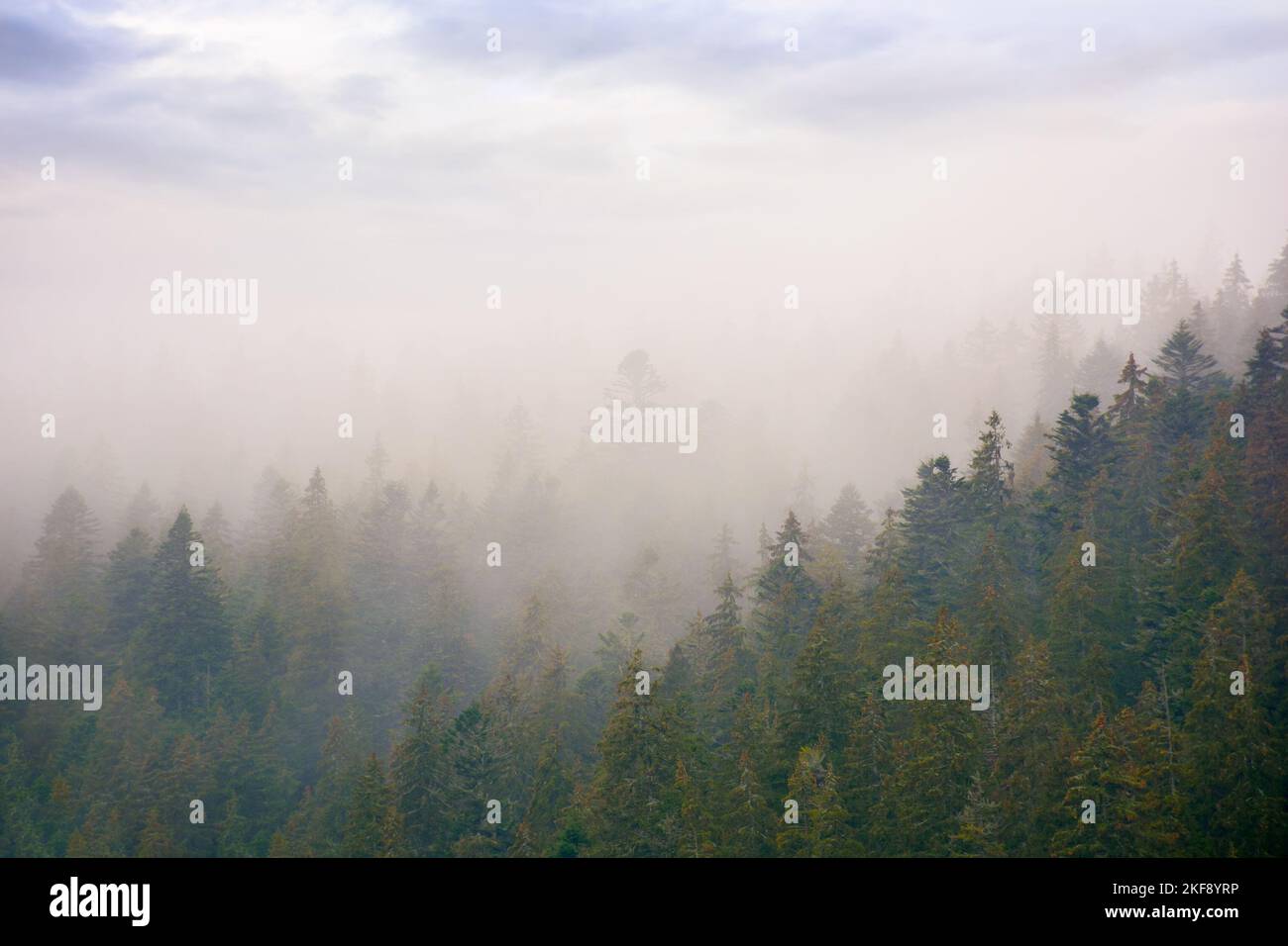 coniferous forest in autumn. gloomy weather with overcast sky. foggy ...