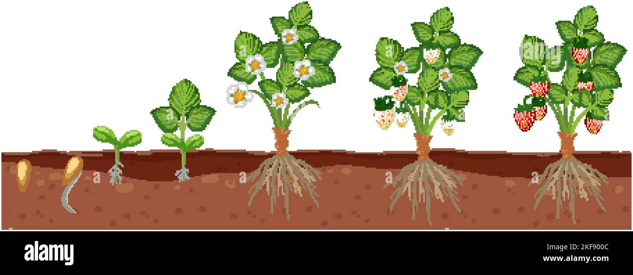Set of strawberry plant growing isolated illustration Stock Vector ...