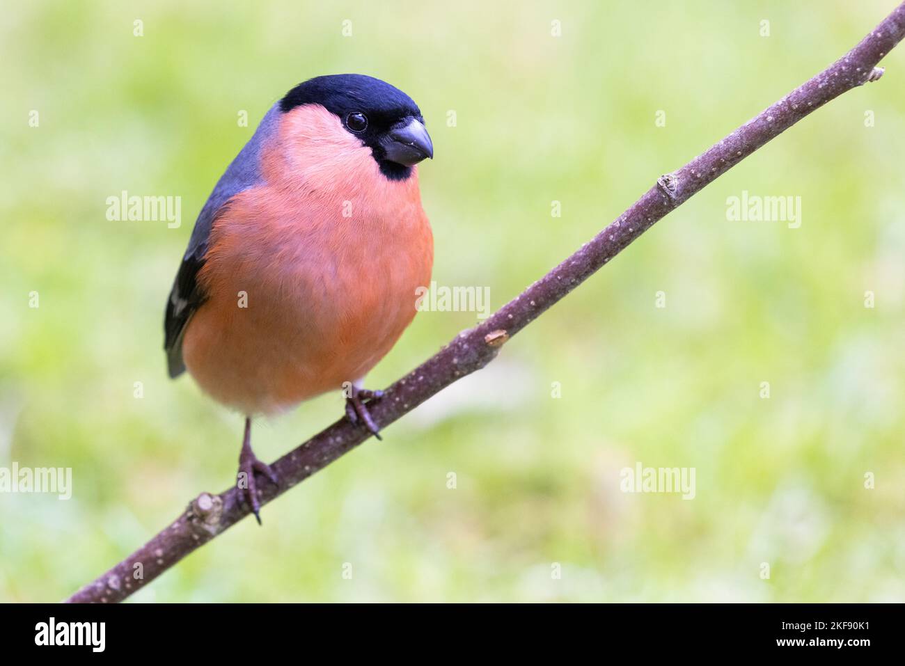 Diagonal bird hi-res stock photography and images - Alamy