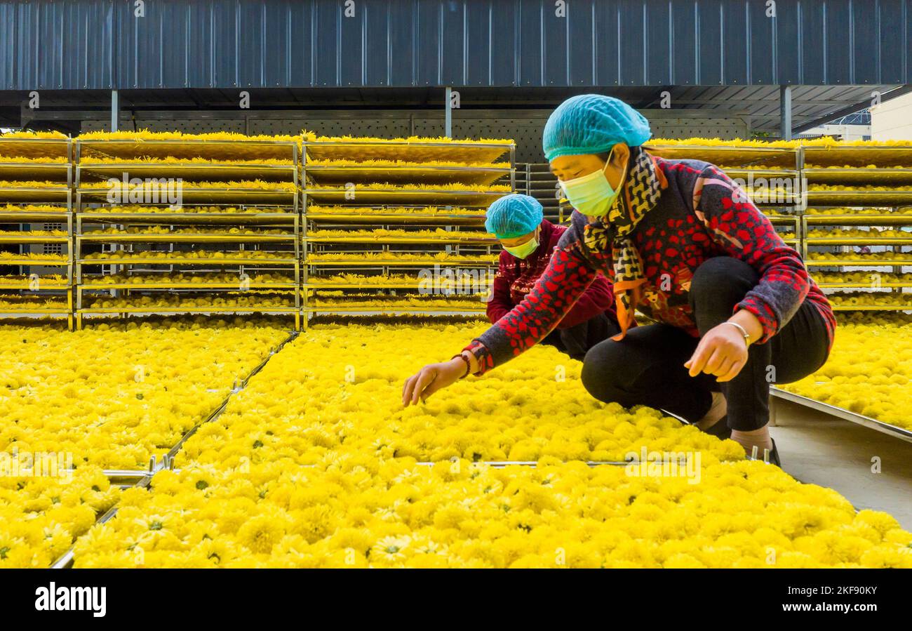 SUQIAN, CHINA - NOVEMBER 17, 2022 - Farmers sort and dry golden ...