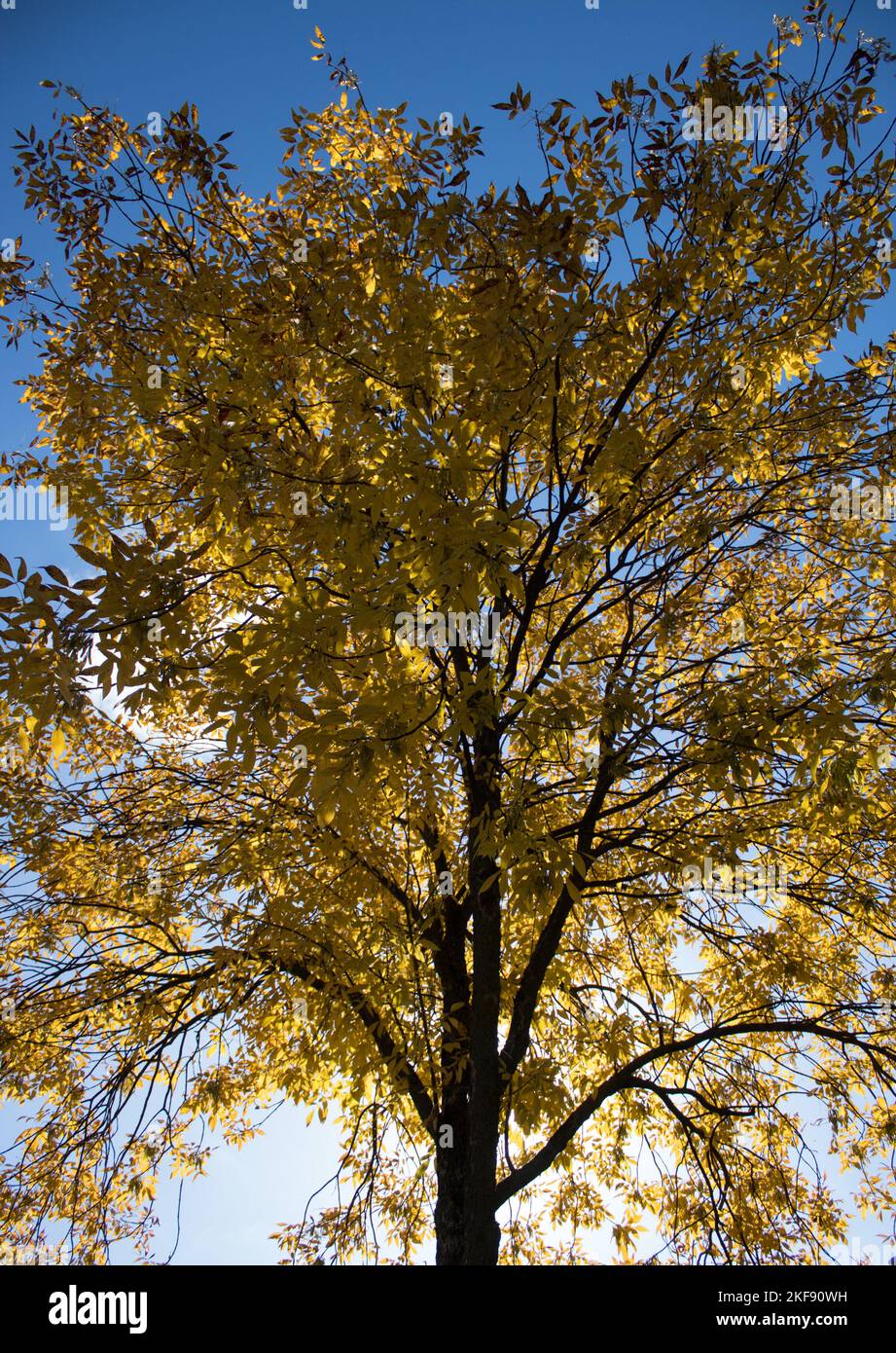 Scenic view of golden autumn 18.11.2022 Bialystok Poland. Tree and gold brown leaves backlit by ...