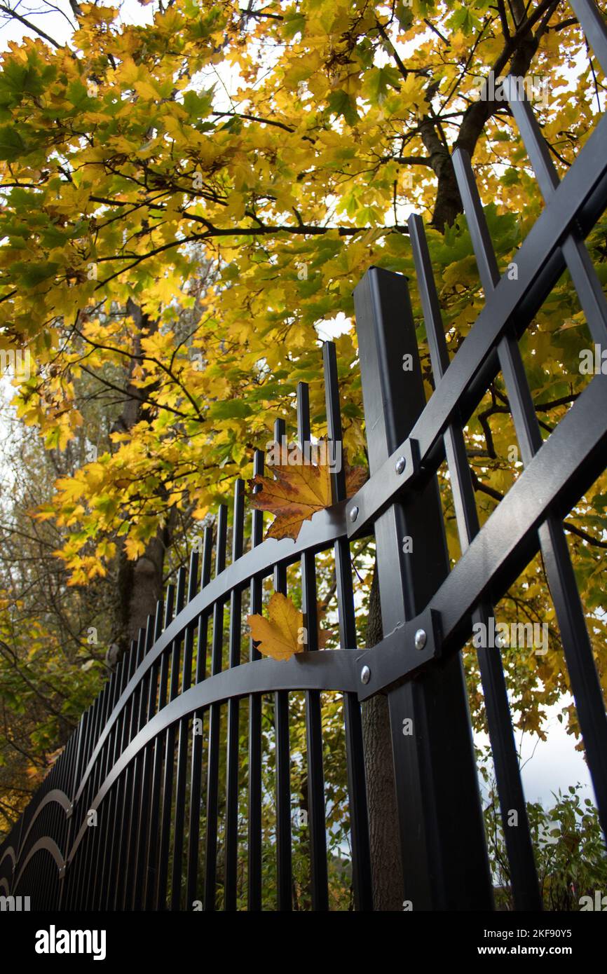 Autumn and park fence 18.11.2022 Bialystok Poland. Golden autumn leaves ...