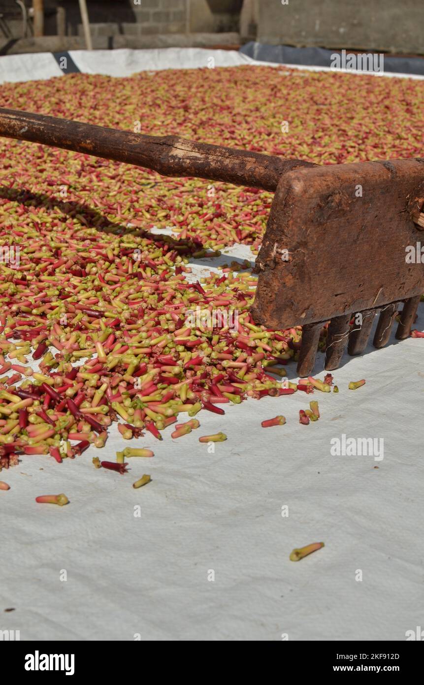 cloves spice drying production Grenada caribbean island Stock Photo - Alamy