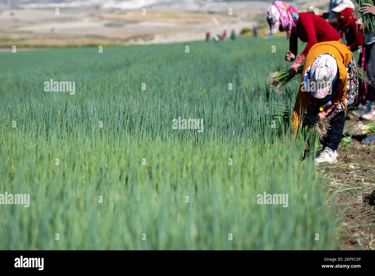 Scallion field hi-res stock photography and images - Alamy