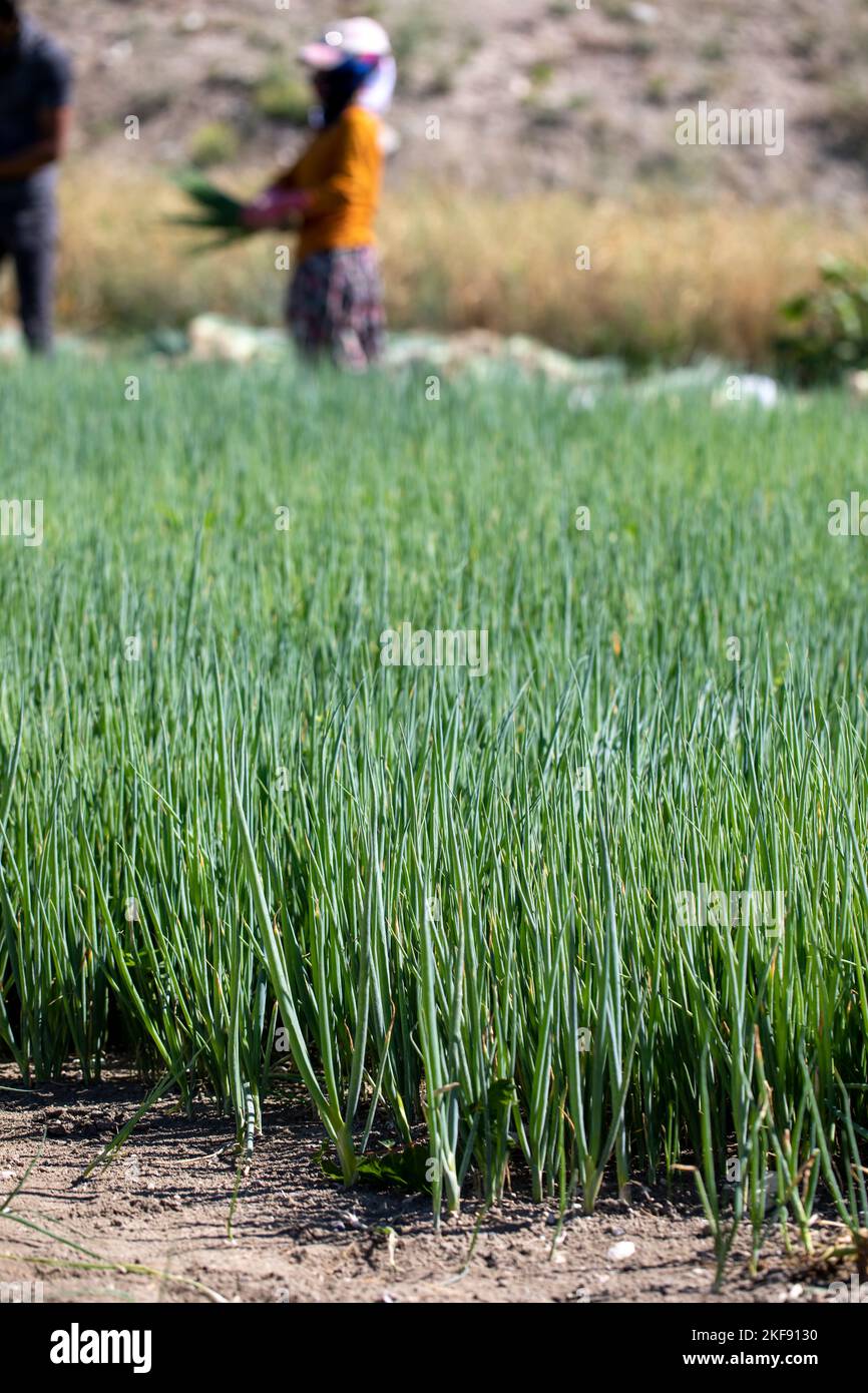 working on scallion plantation, harvesting organic vegetables Stock ...