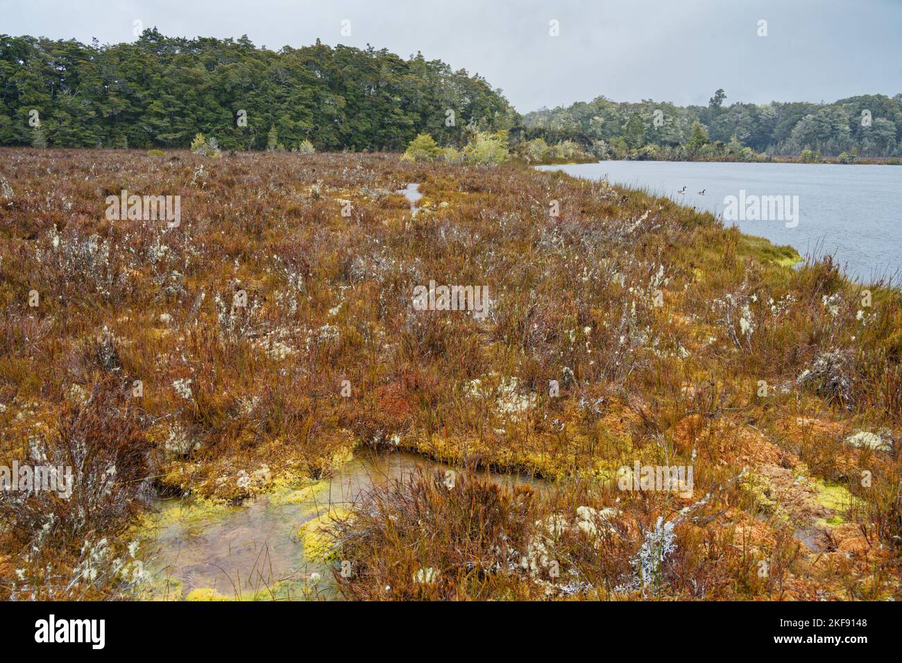 Wetland near the Kepler Track, Fiordland National Park, Southland ...