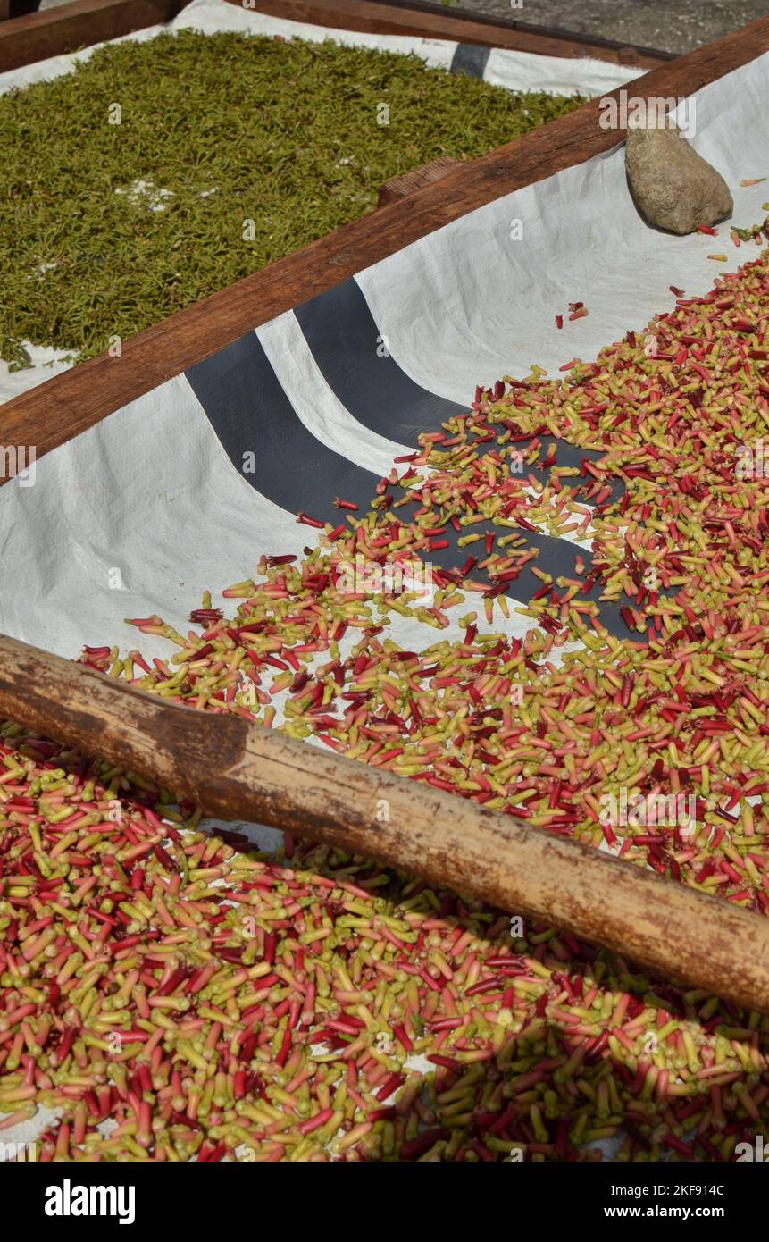 cloves spice drying production Grenada caribbean island Stock Photo - Alamy