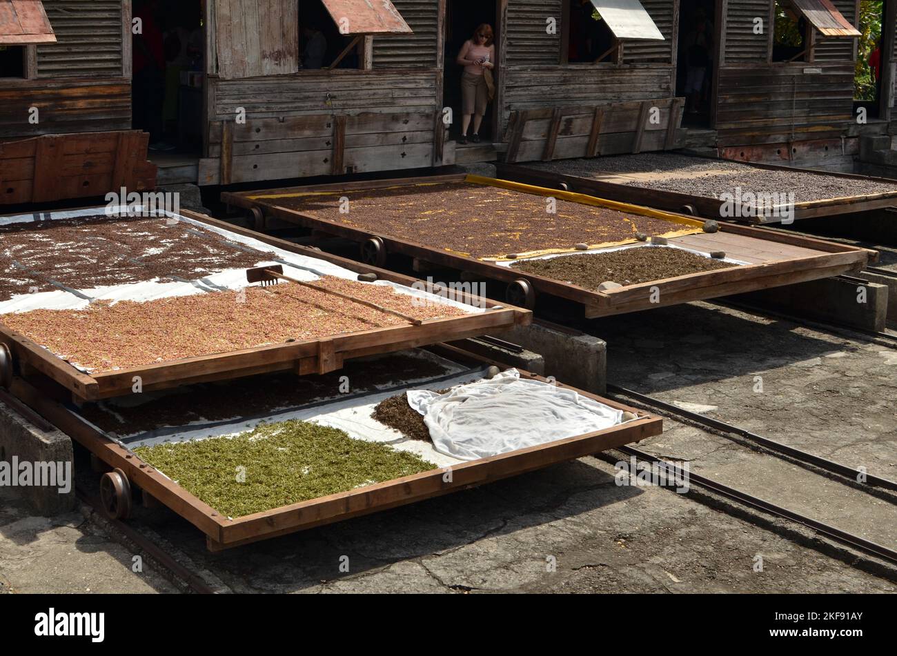 cloves spice drying production Grenada caribbean island Stock Photo - Alamy