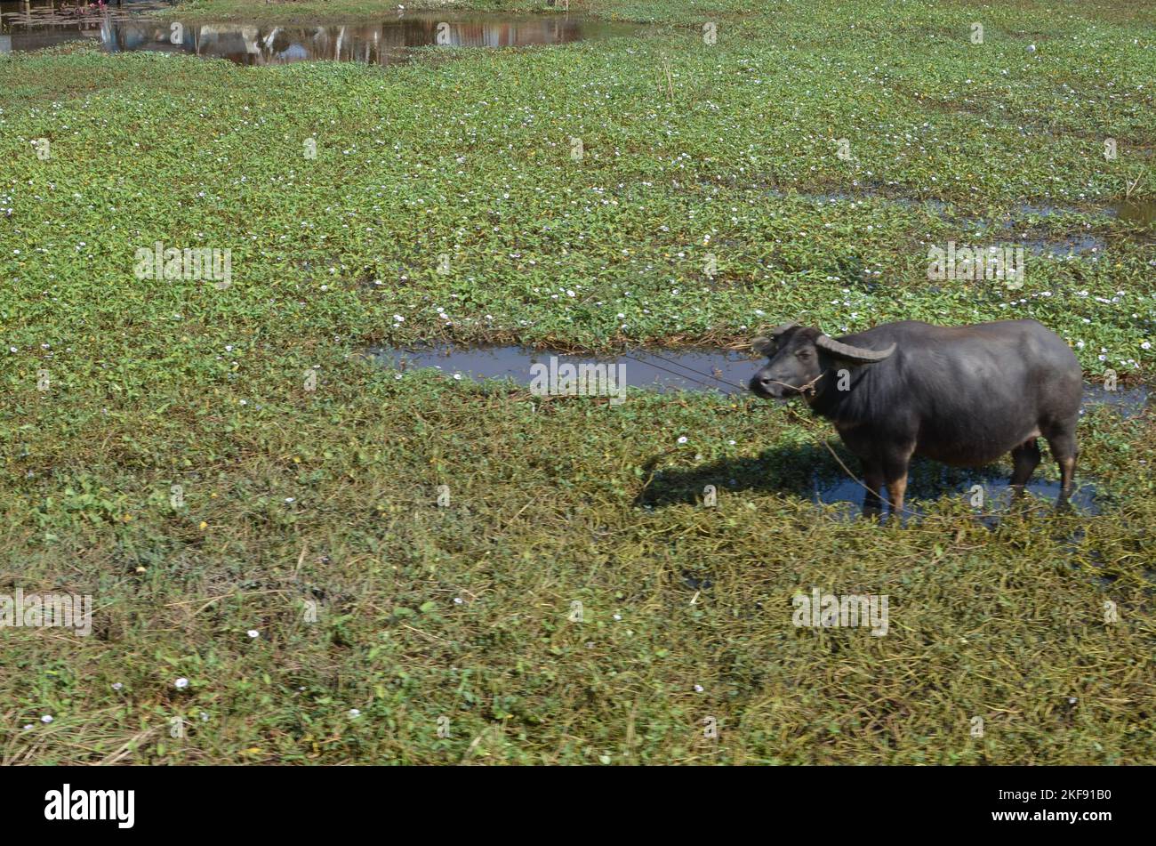 Portrait male water buffalo hi-res stock photography and images - Alamy