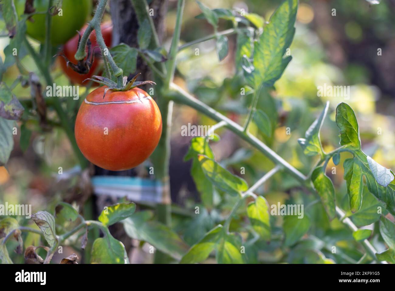 A very ripe tomato on a branch - Gowing homemade tomatoes at home ...