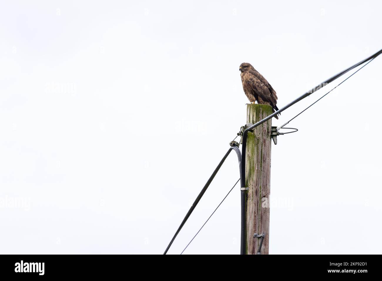 Common Buzzard [ perched on telegraph pole with white sky background ...