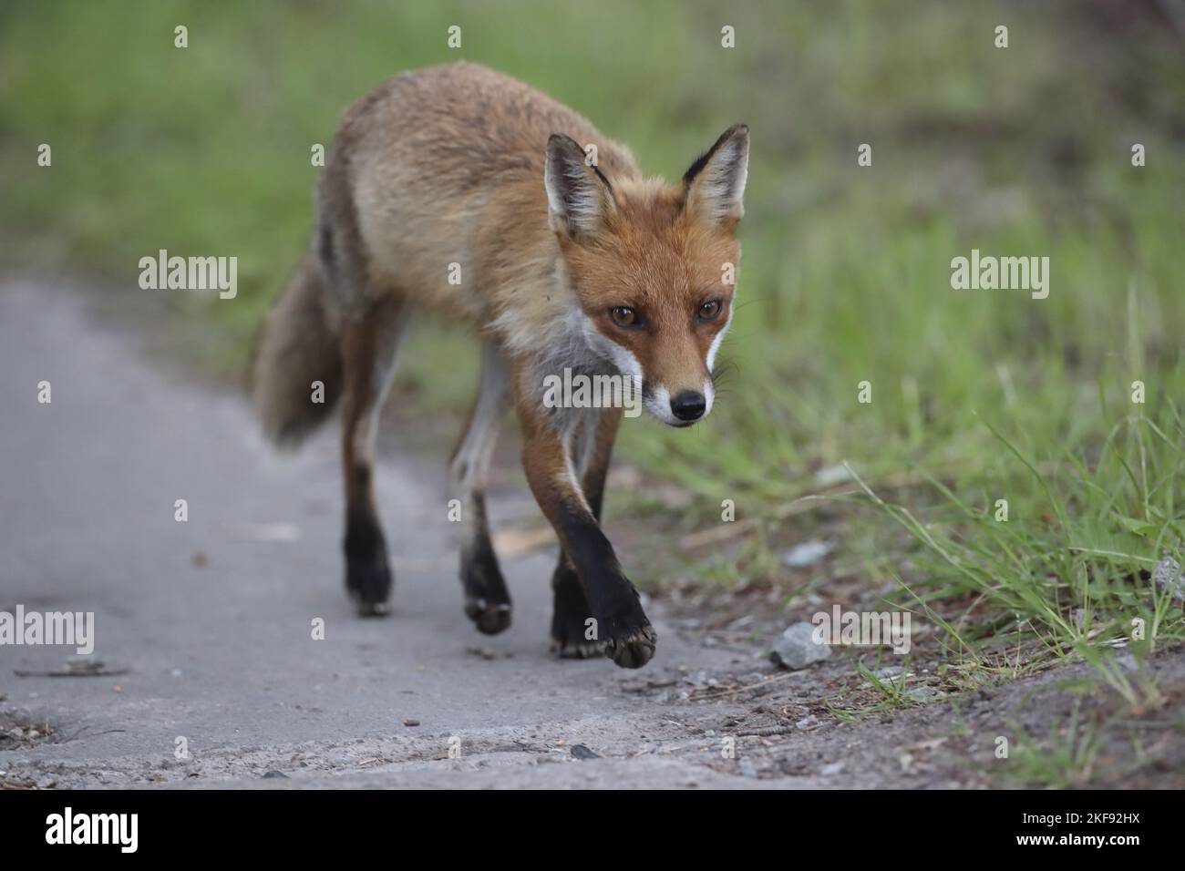 running Red Fox Stock Photo - Alamy