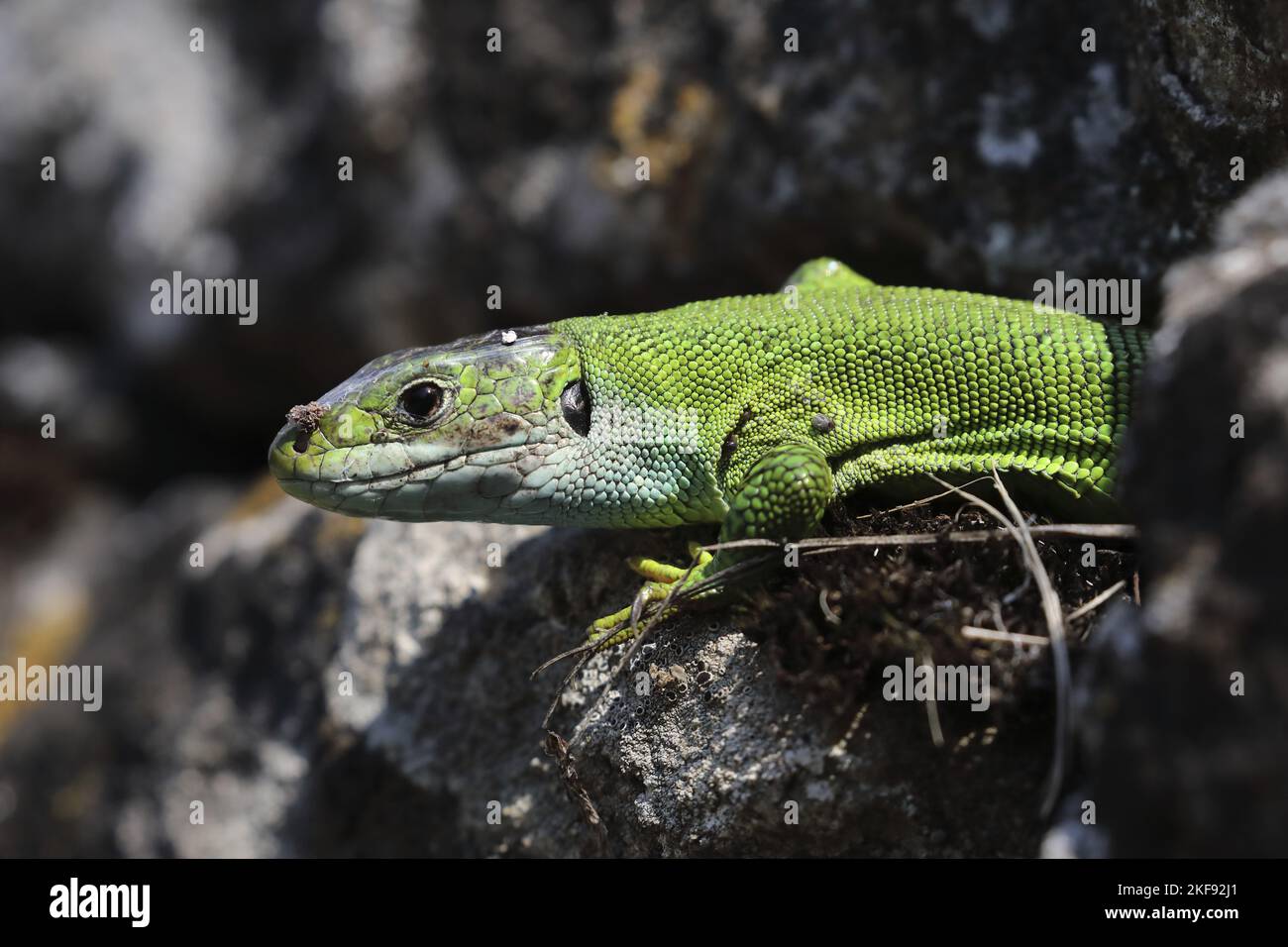 Western Green Lizard Stock Photo - Alamy