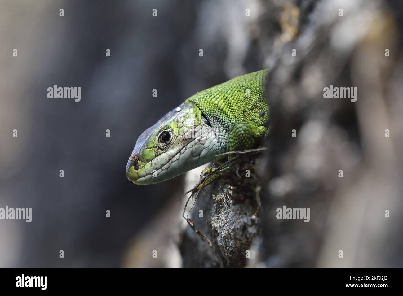 Lizard shelter hi-res stock photography and images - Alamy