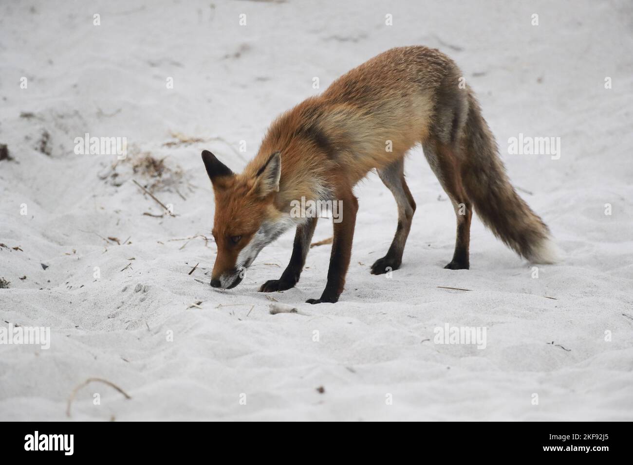 standing Red Fox Stock Photo - Alamy