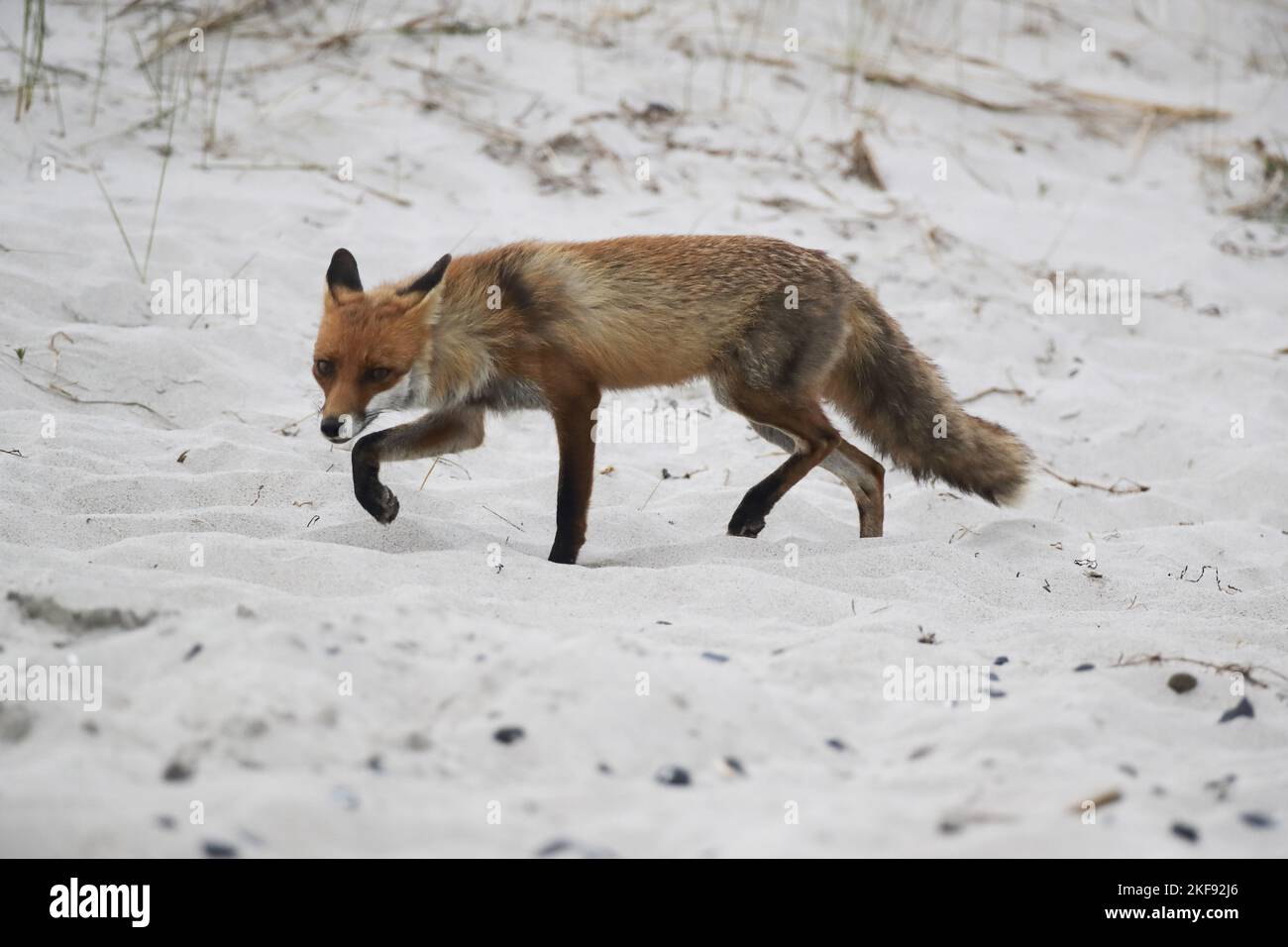 Side view red fox running hi-res stock photography and images - Alamy