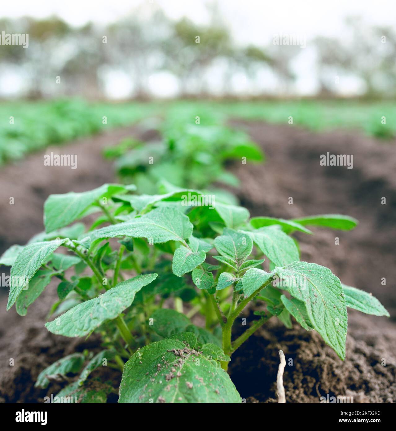 Farming, plants and ecology on a farm for growth of food, agriculture ...