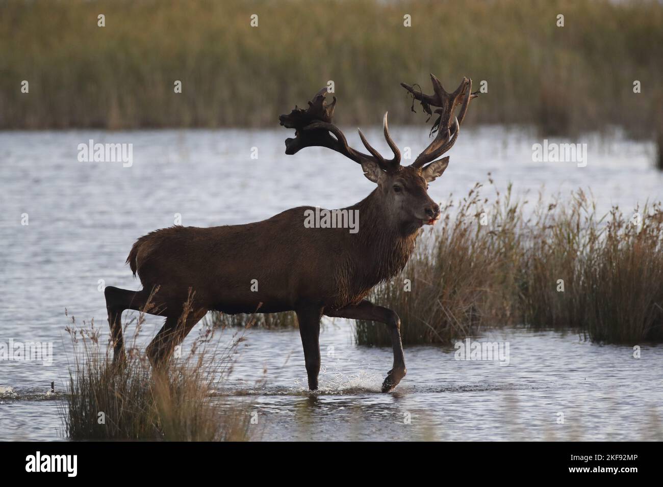 Bleeding hart hi-res stock photography and images - Alamy