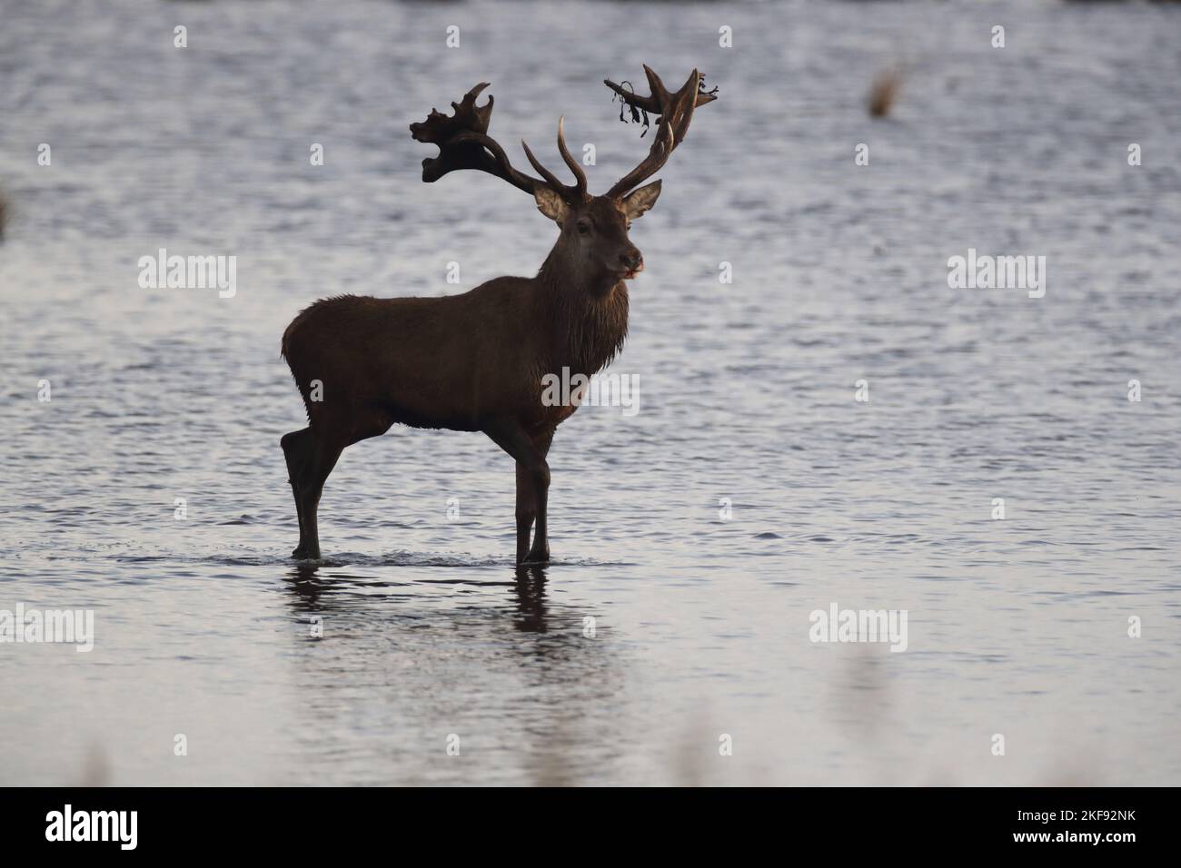 Bleeding antlers hi-res stock photography and images - Alamy