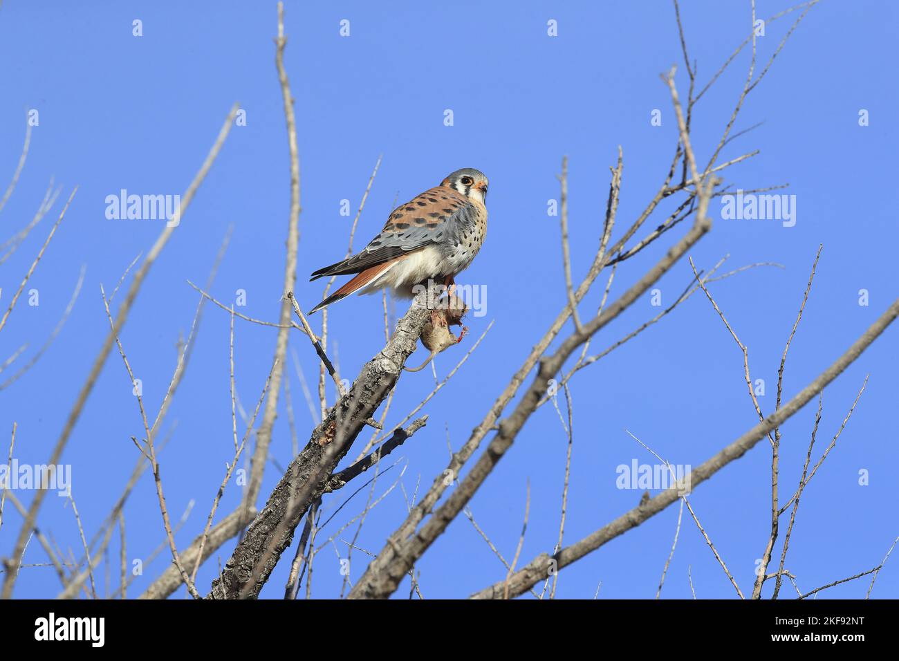American kestrel, mouse hi-res stock photography and images - Alamy