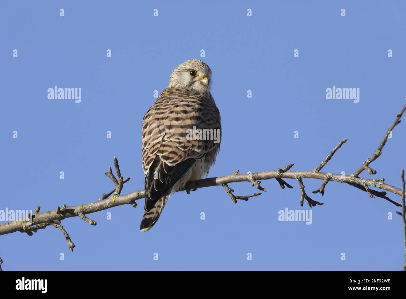Back view kestrel hi-res stock photography and images - Alamy