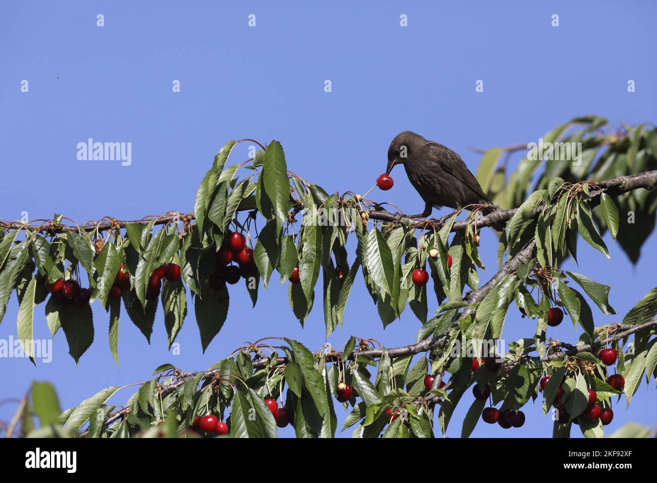 Starling cherry sturnus vulgaris hi-res stock photography and images ...