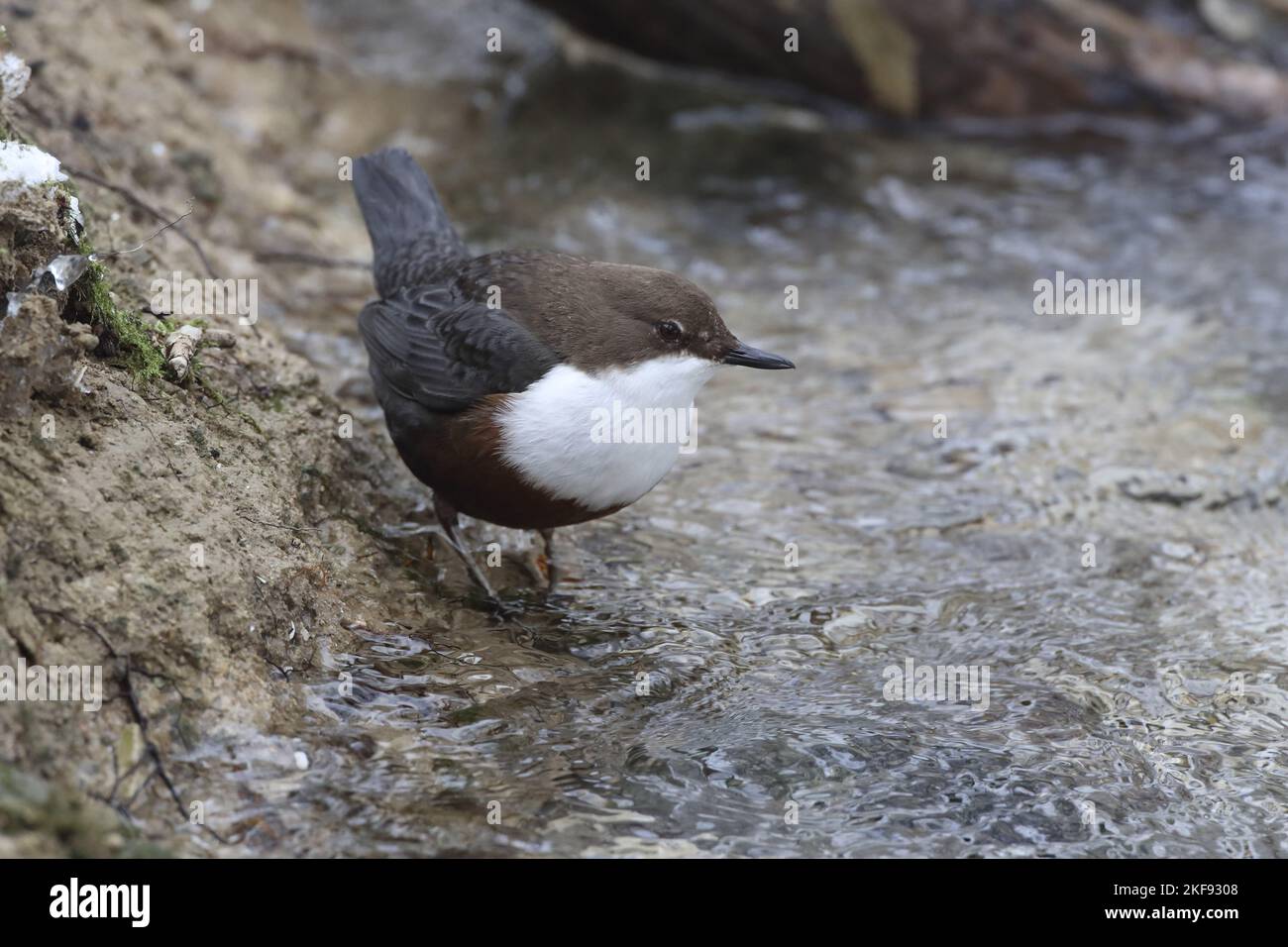 Water ouzel hi-res stock photography and images - Alamy