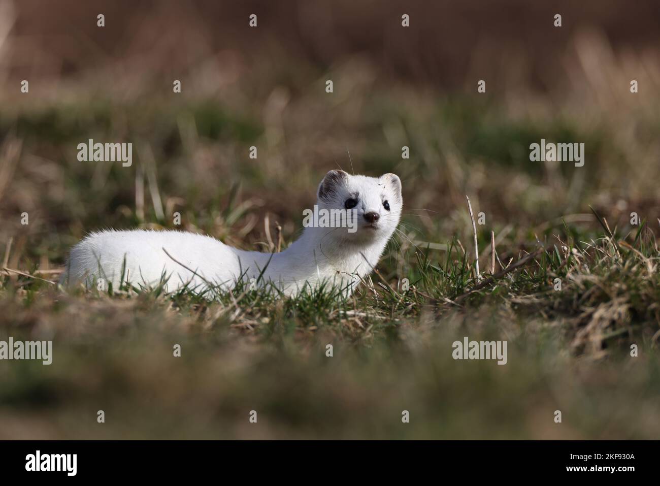 White ermines hi-res stock photography and images - Alamy