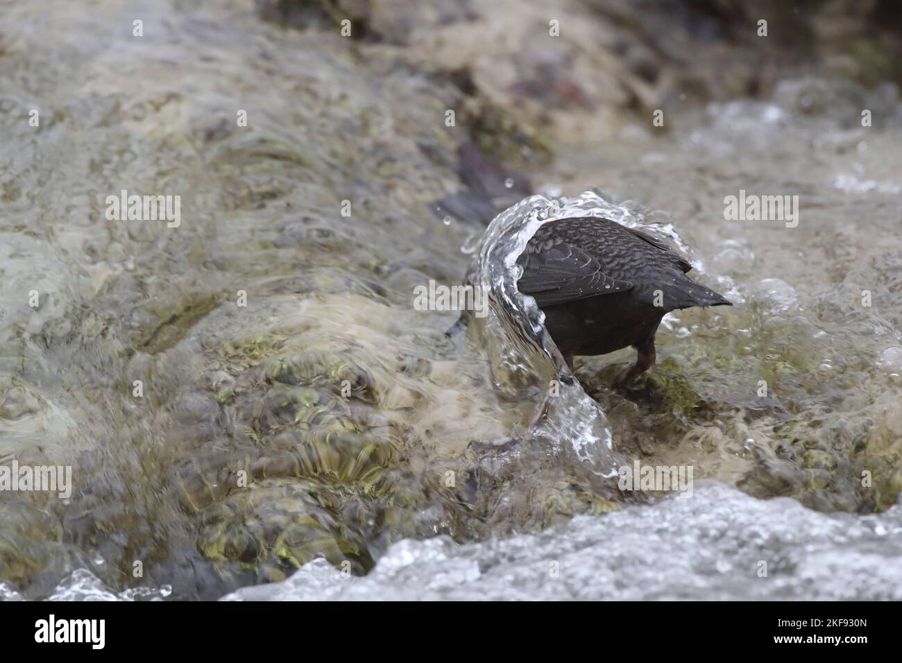 Search for fodder and water hi-res stock photography and images - Alamy