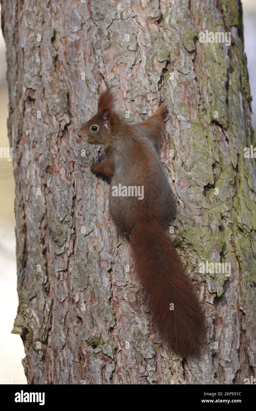 Squirrel rear view hi-res stock photography and images - Alamy