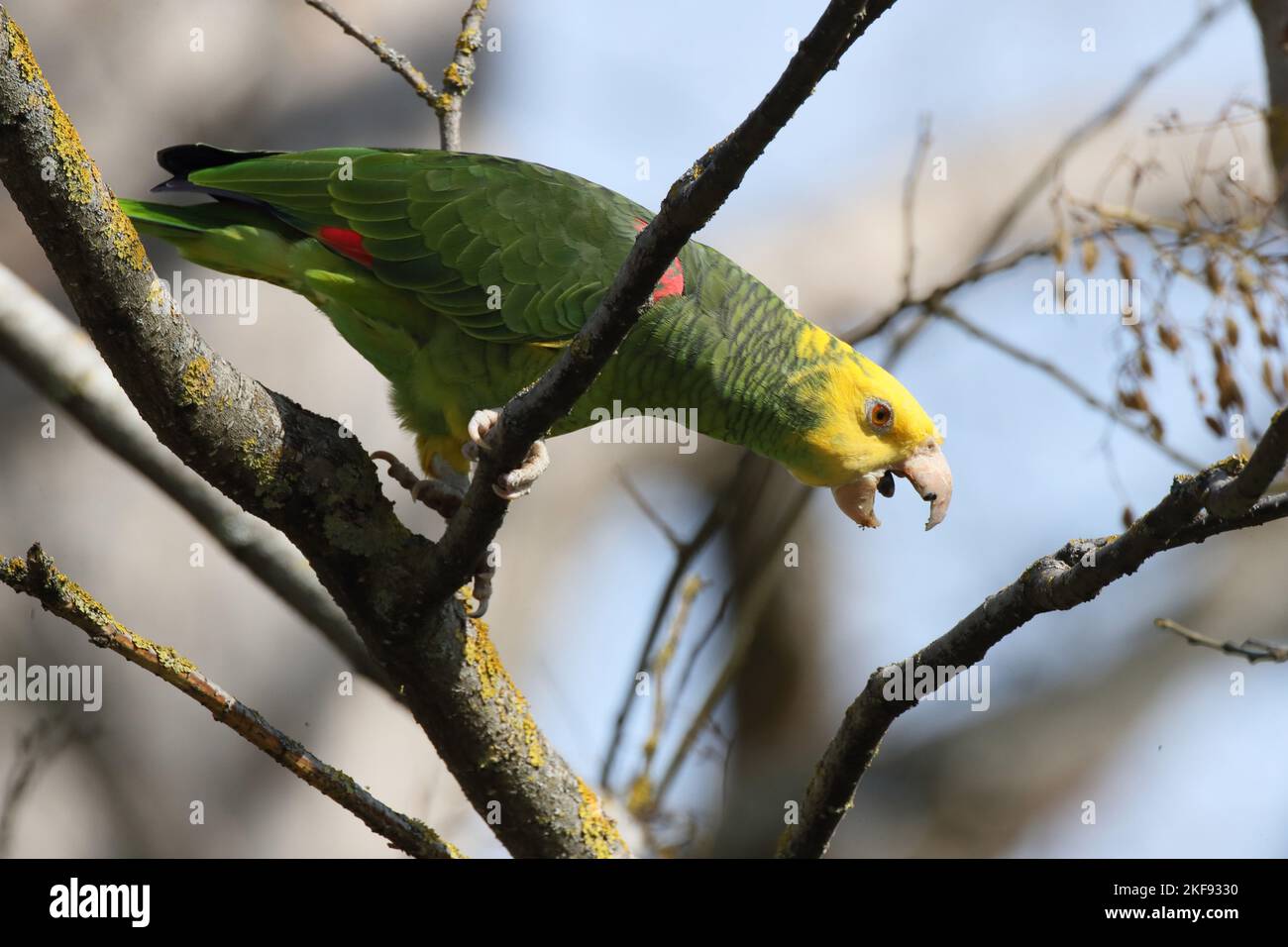 Yellow headed amazons hi-res stock photography and images - Alamy