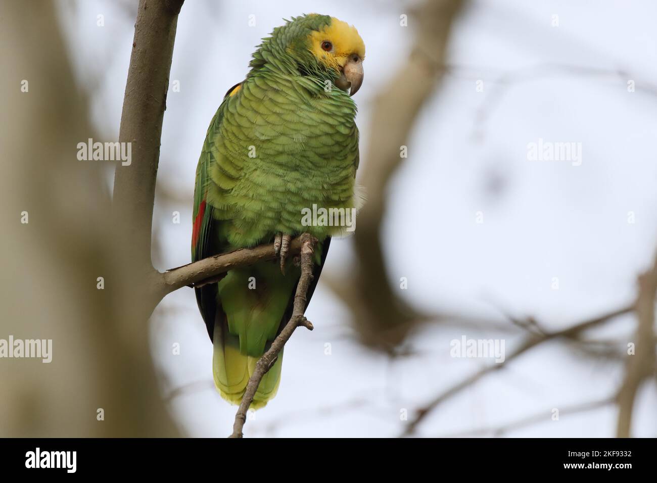 Yellow headed amazons hi-res stock photography and images - Alamy