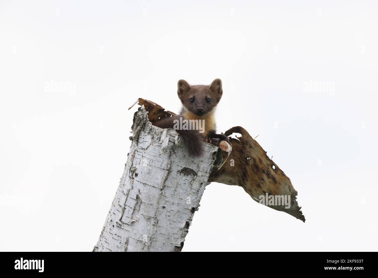 young pine marten in the tree trunk Stock Photo - Alamy