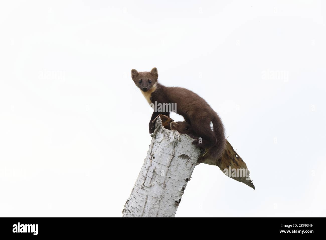 young pine marten in the tree trunk Stock Photo - Alamy