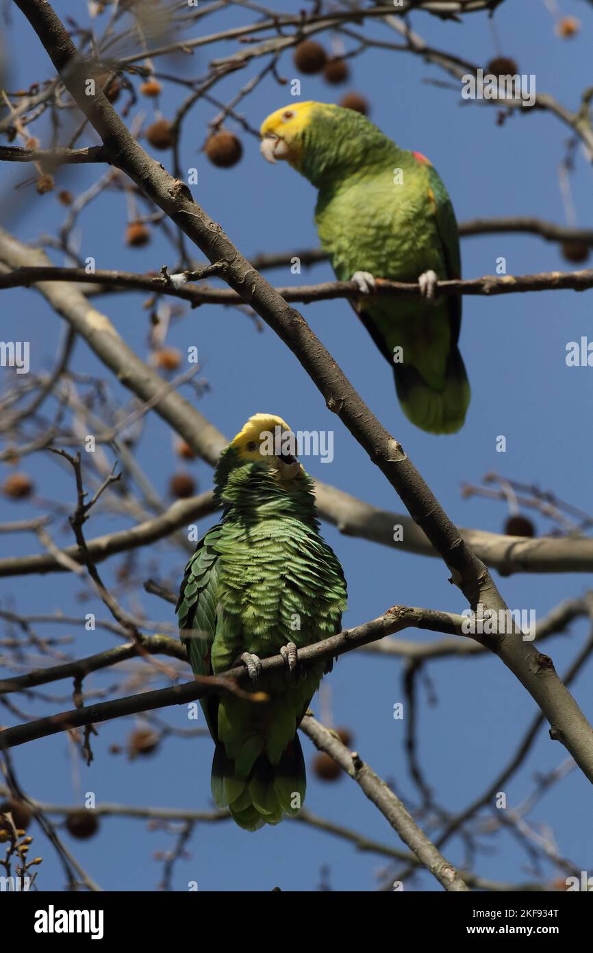 2 yellow-headed amazons Stock Photo - Alamy