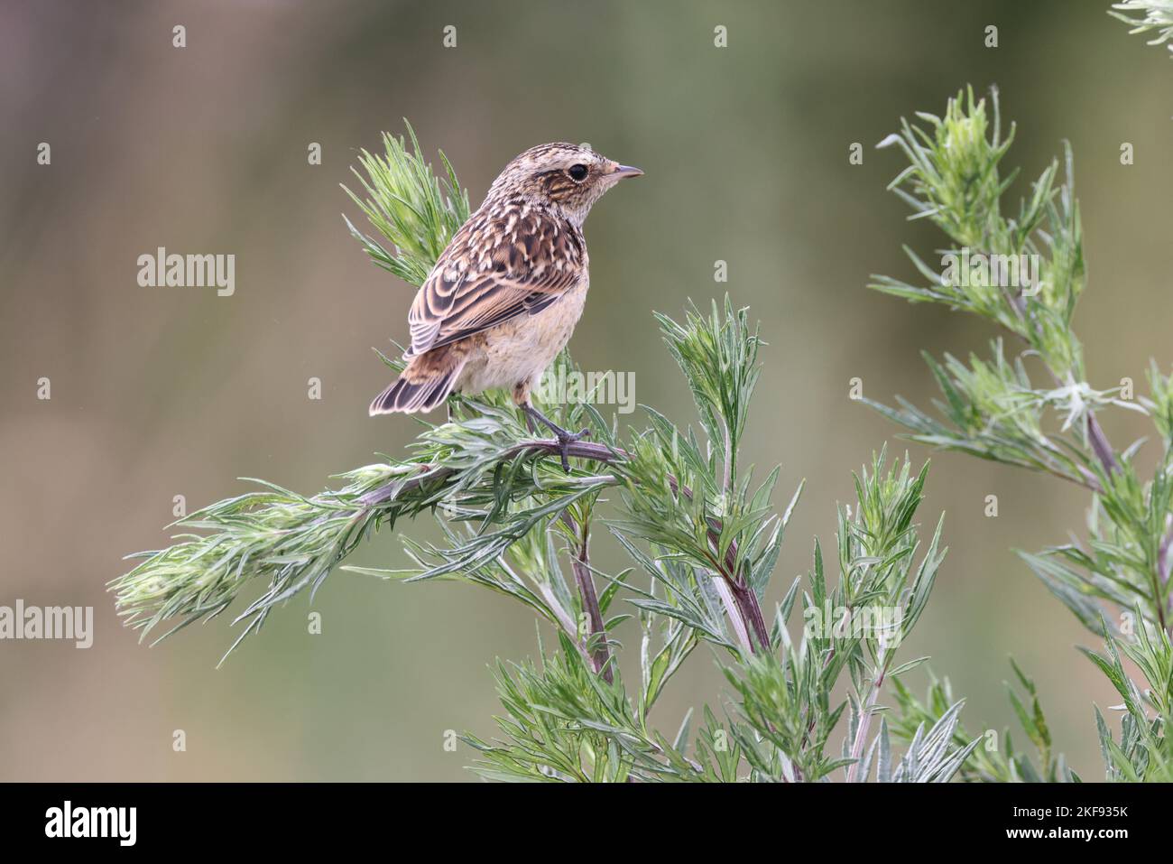 Whinchat juvenile hi-res stock photography and images - Alamy