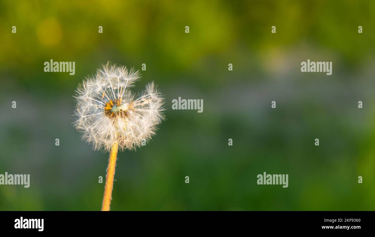 Dandelion blossom at sunset. Fluffy dandelion bulb gets swept away by ...