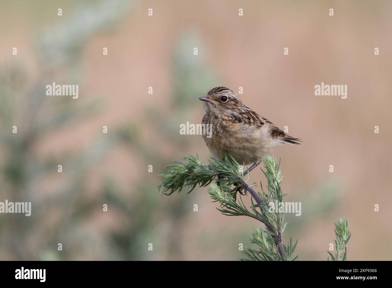 Young whinchat hi-res stock photography and images - Alamy