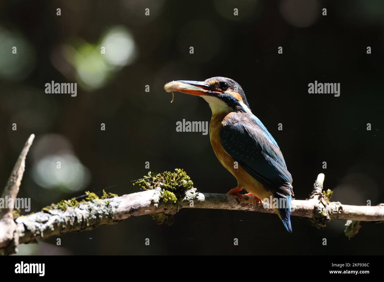 Fish in beaks hi-res stock photography and images - Alamy