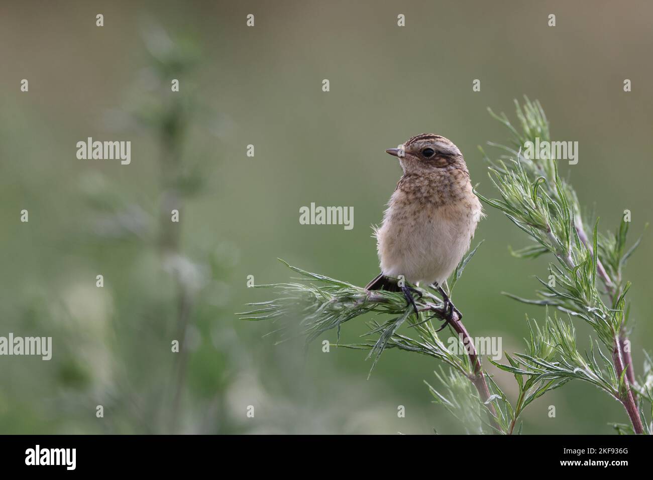 Whinchat juvenile hi-res stock photography and images - Alamy