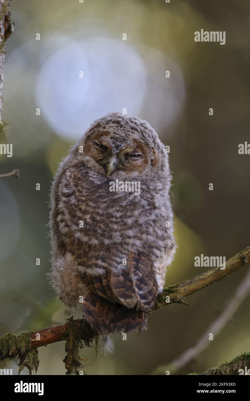 Tawny owl nestling sitting on branch Stock Photo - Alamy