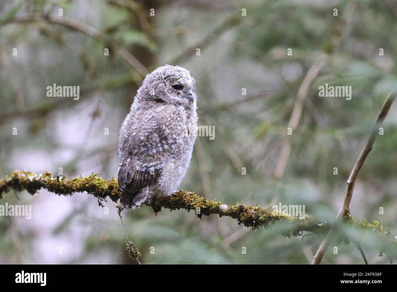 Owl nestling hi-res stock photography and images - Alamy