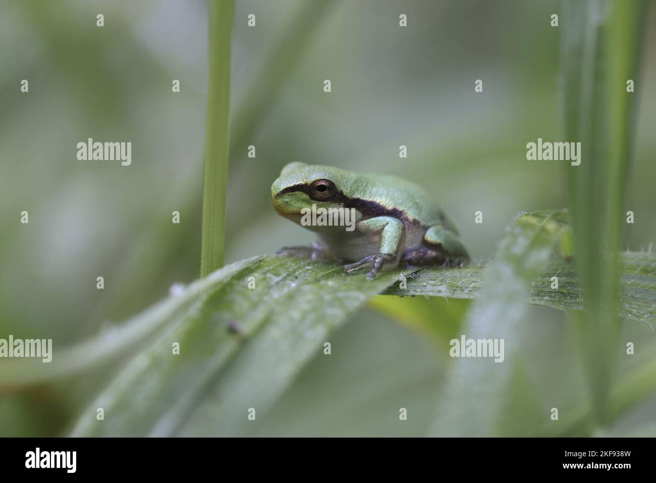 Tree frog sits on leaf Stock Photo - Alamy