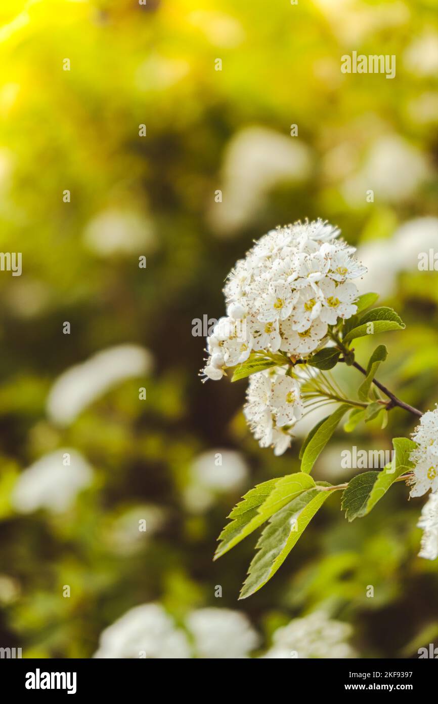 White flowers of cherry blossom on cherry tree close up. Blossoming of ...