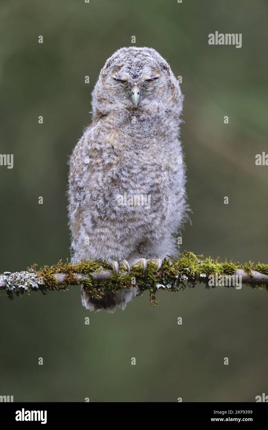 Tawny owl nestling sitting on branch Stock Photo - Alamy