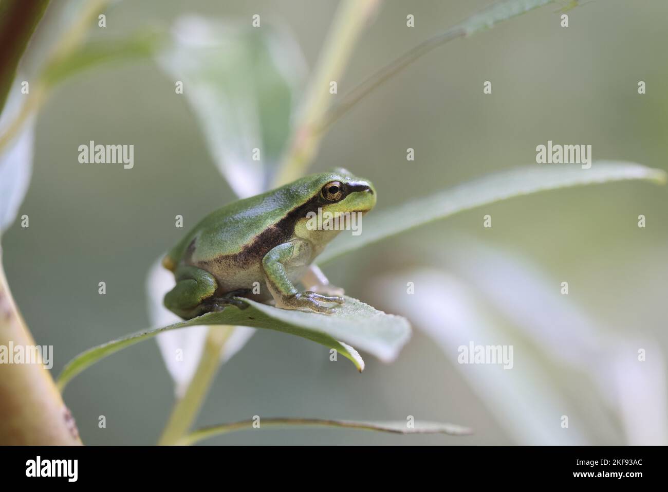 Tree frog sits on leaf Stock Photo - Alamy