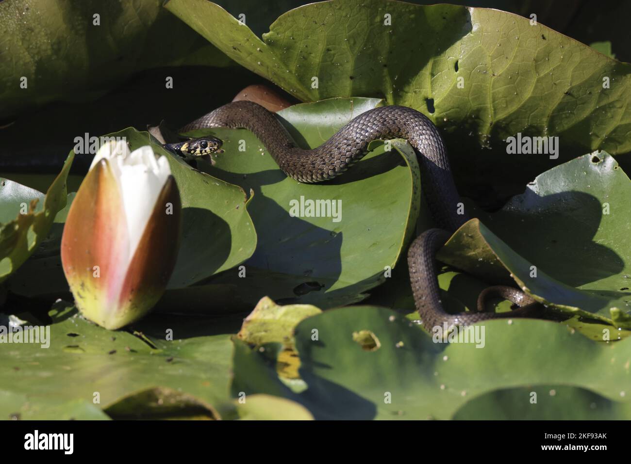 Summery grass snake hi-res stock photography and images - Alamy