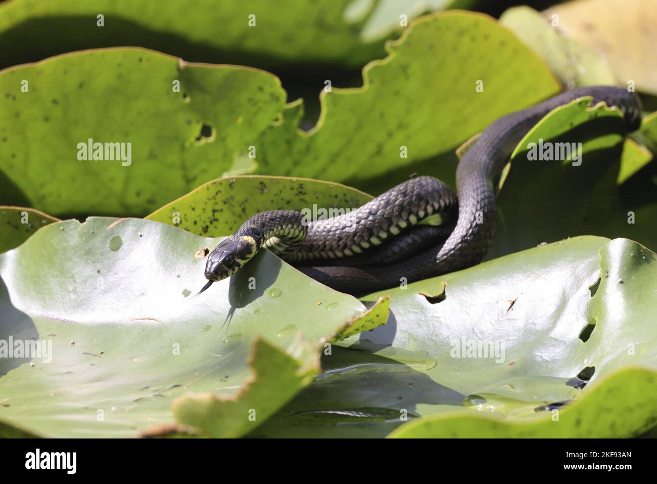 Grass snake on water lily Stock Photo - Alamy